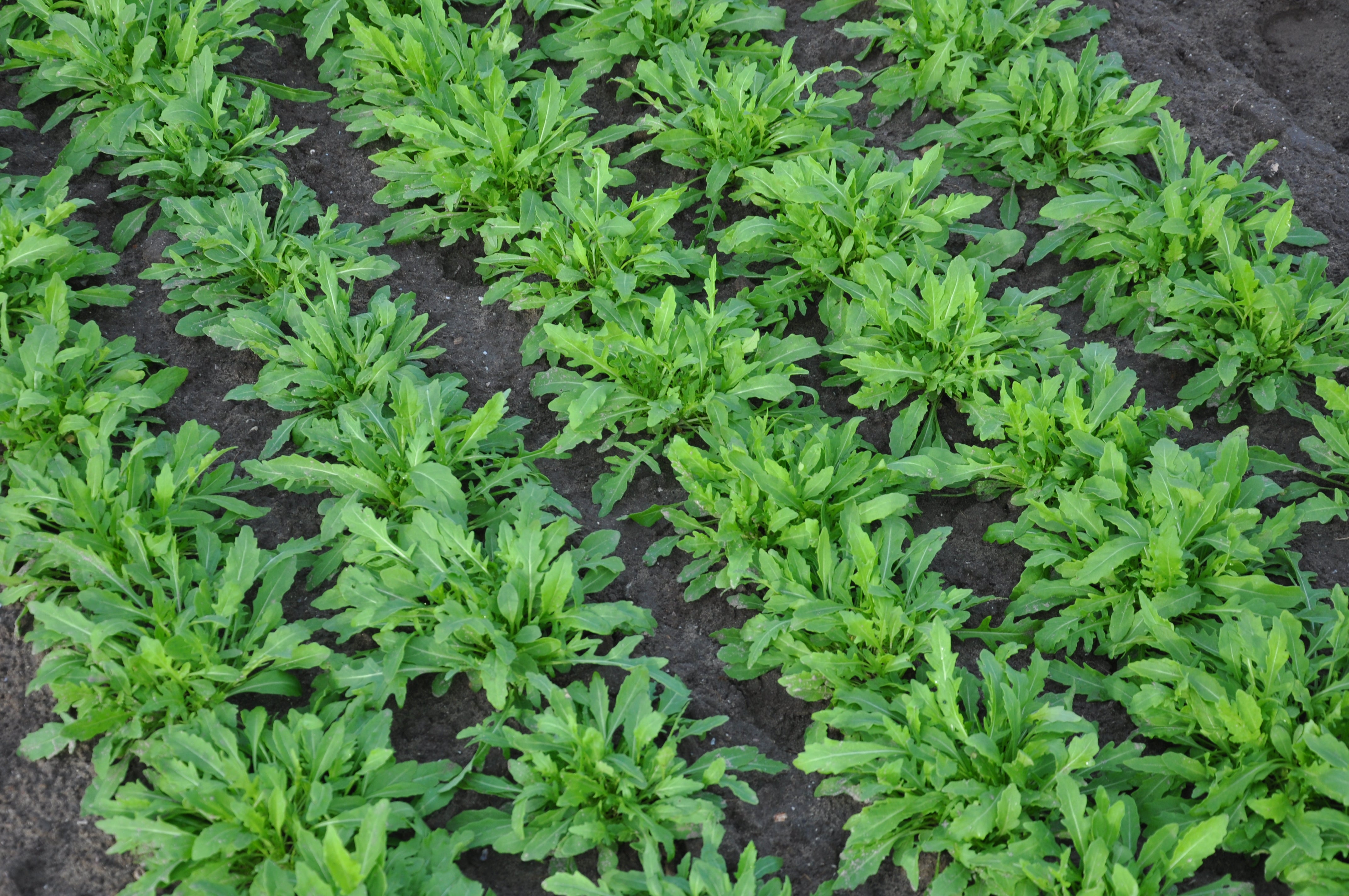 Subdivision of wild and salad rockets into types – Smarties.bio