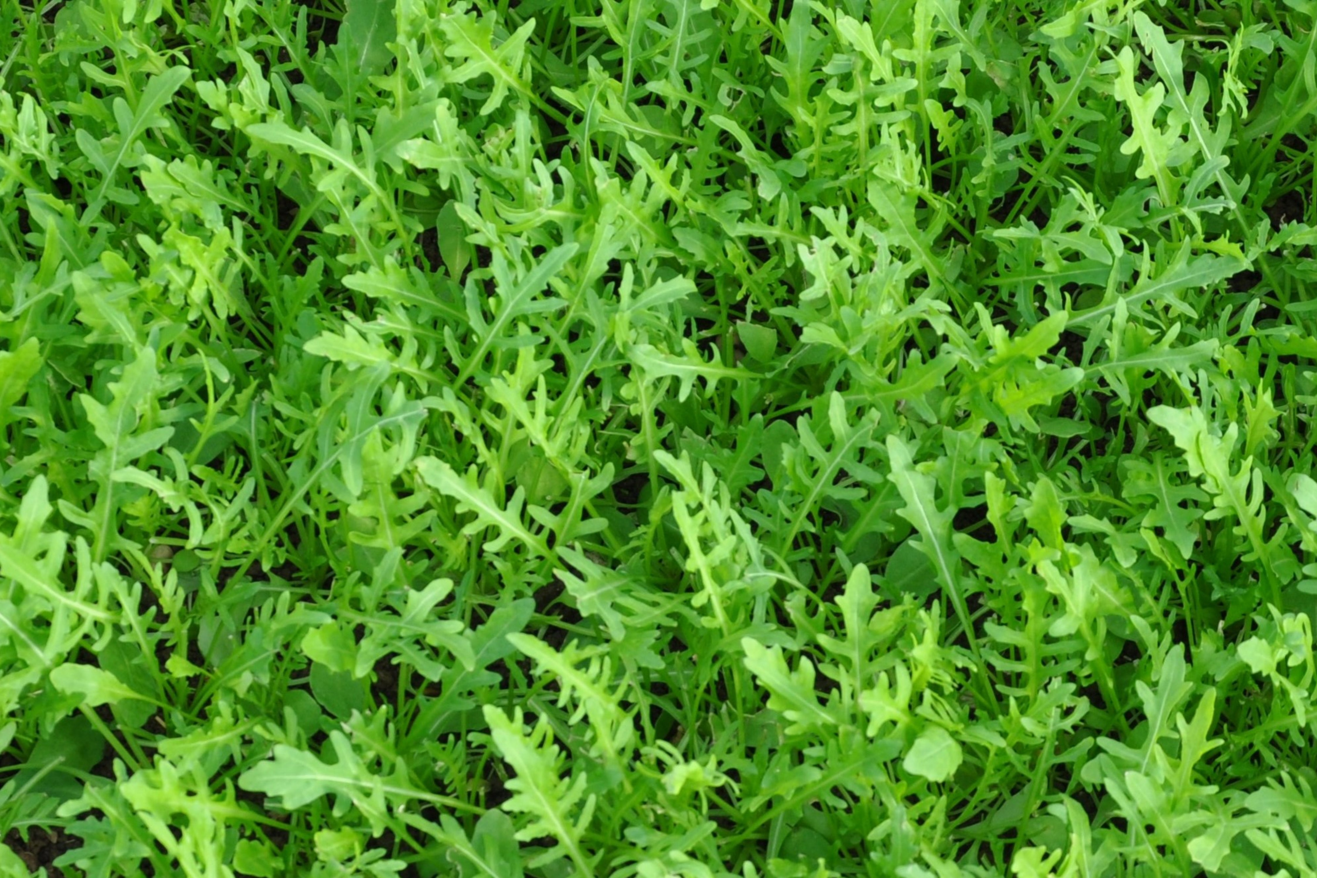 Subdivision of wild and salad rockets into types – Smarties.bio