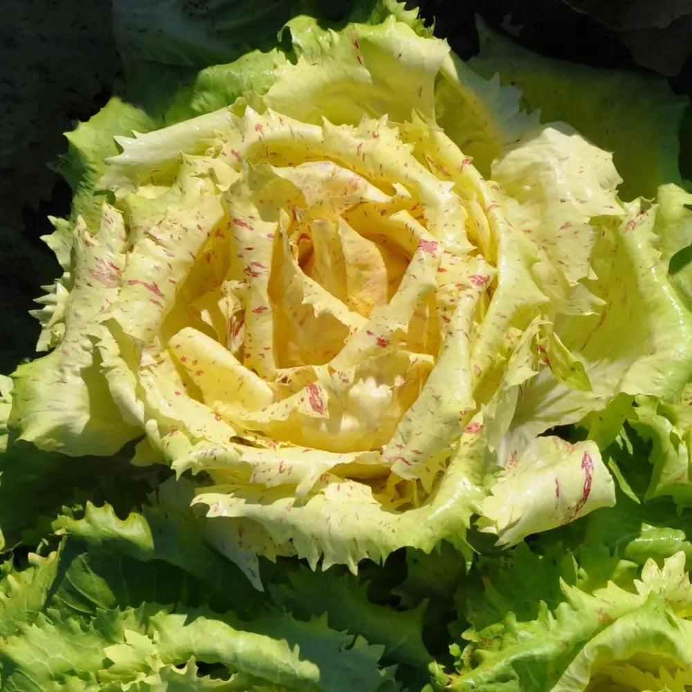BEATRICE CICORIA VARIEGATA DI CASTELFRANCO SEEDS | Shop Online ...