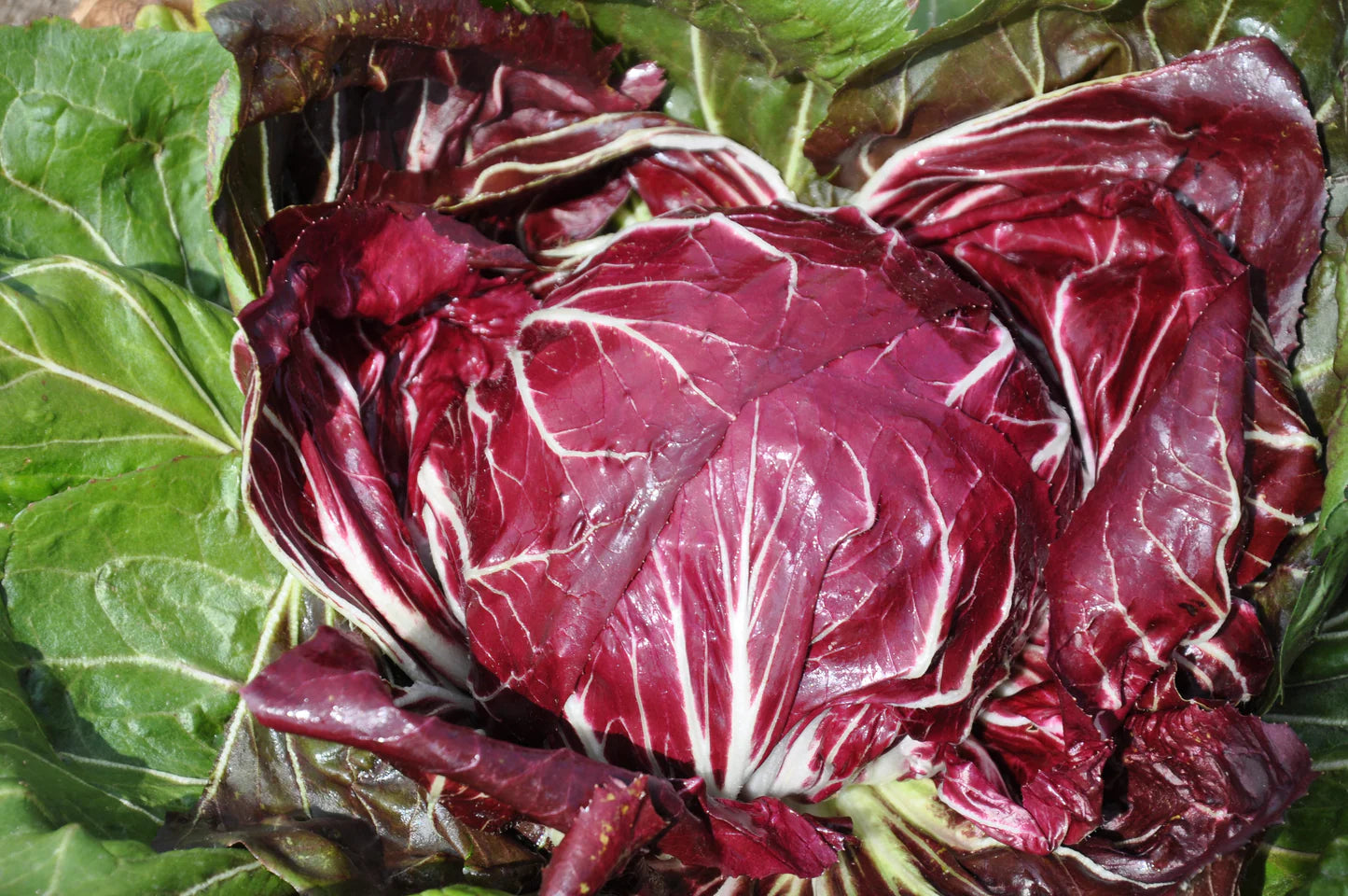 VULCANO CICORIA ROSSA DI CHIOGGIA SEEDS | Shop Online – Smarties.bio