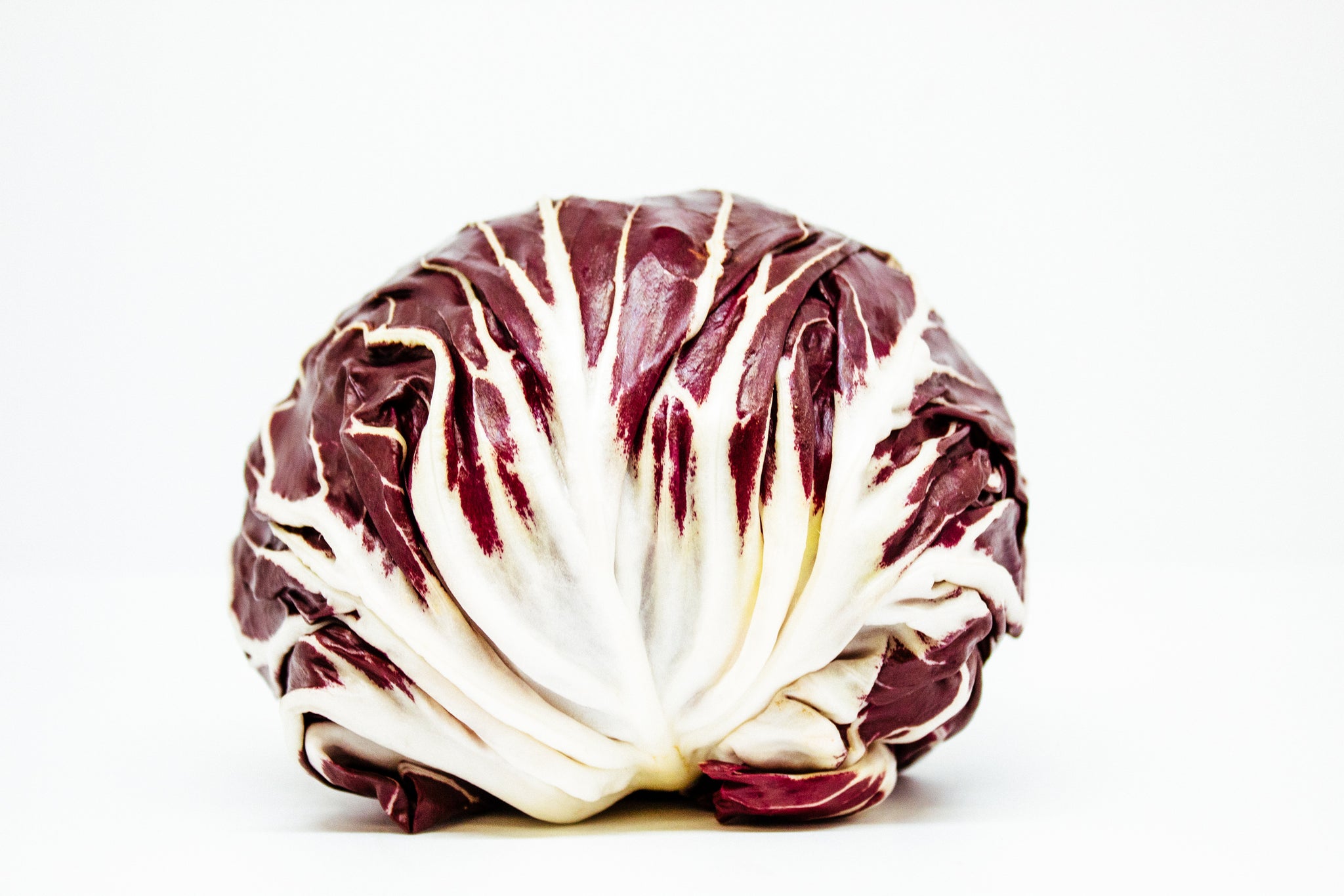 Subdivision of Chicories into types – Smarties.bio