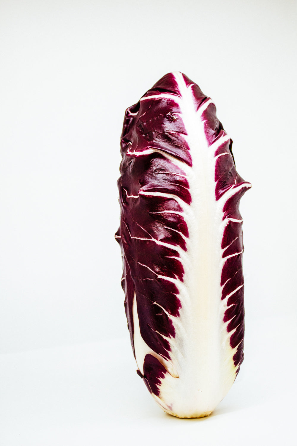 Subdivision of Chicories into types – Smarties.bio