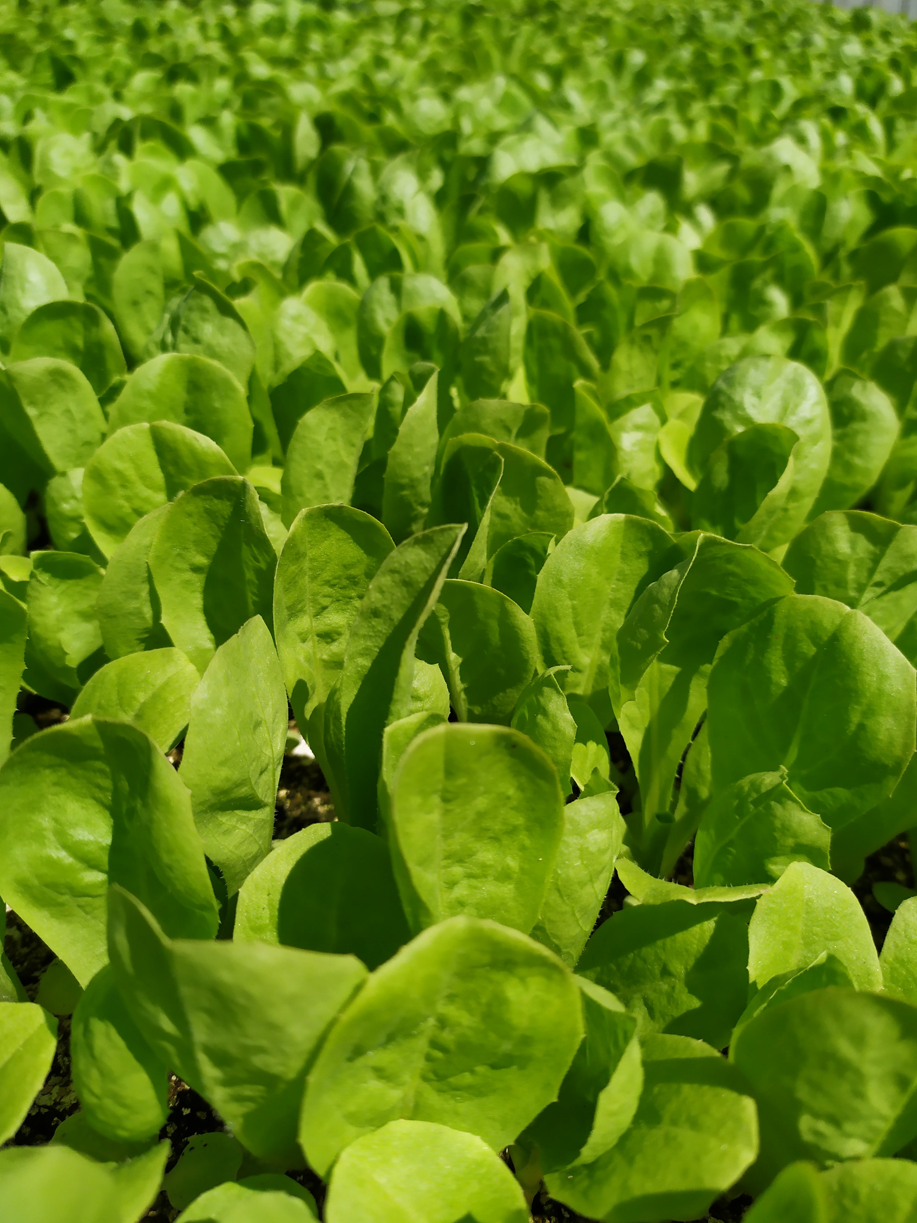 Escarole Plant