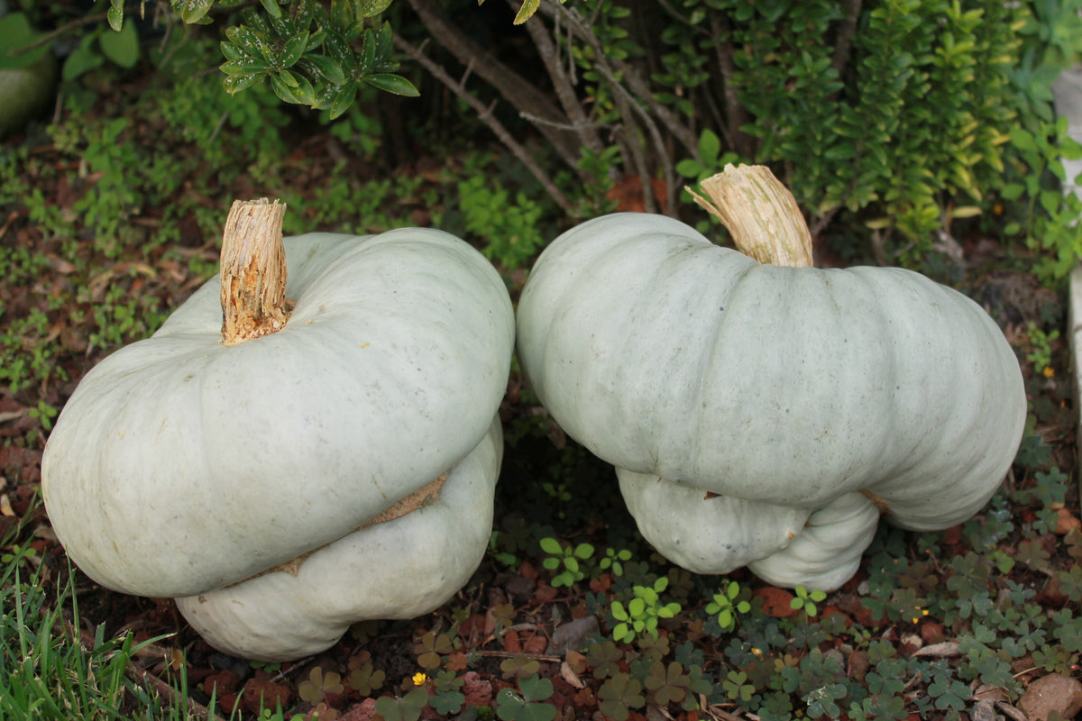 CAPPELLO DEL PRETE SQUASH SEEDS | Shop Online – Smarties.bio