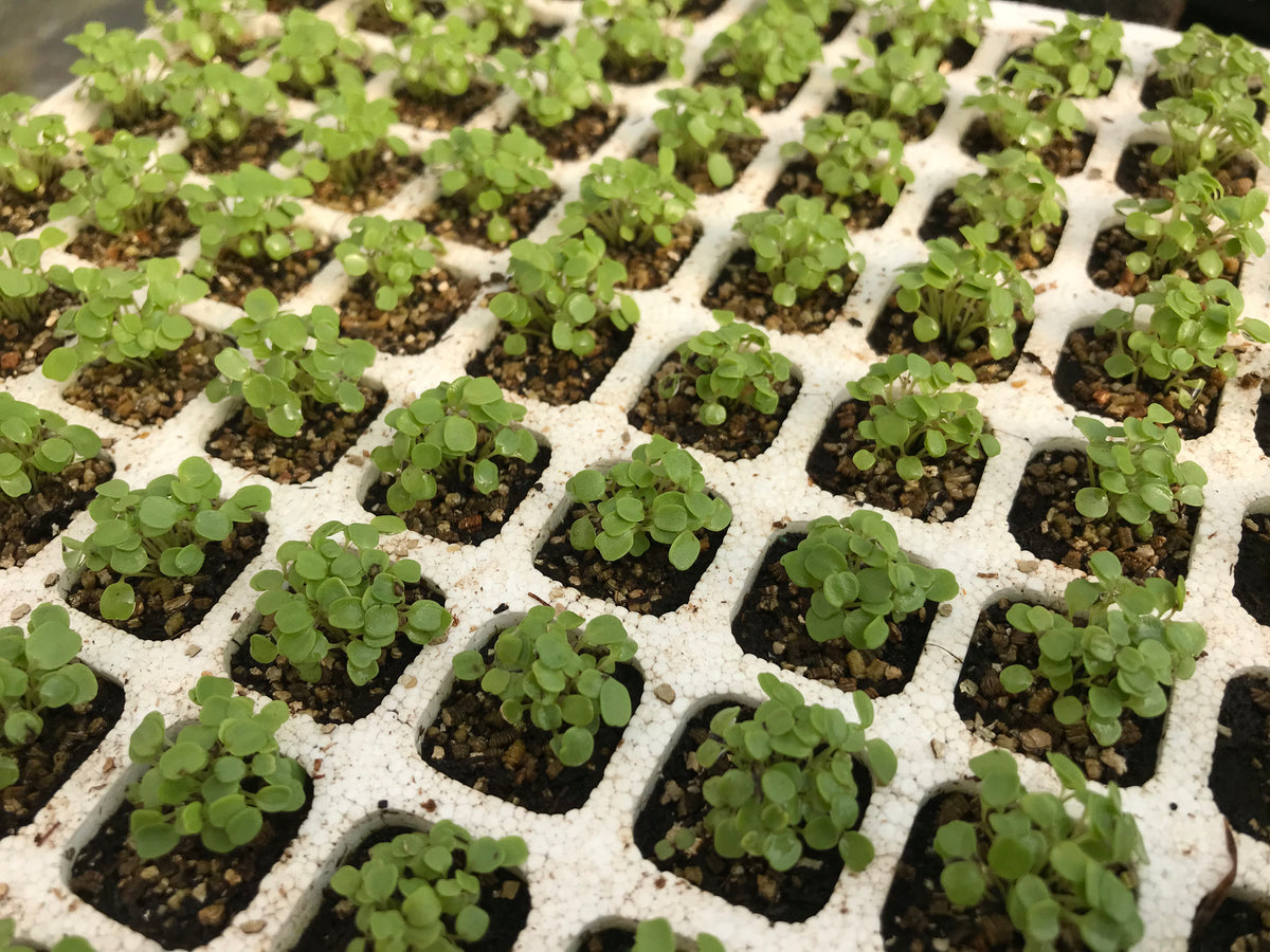 #SM4.47 WILD ROCKET SEEDS (multiseed32) | Shop Online – Smarties.bio